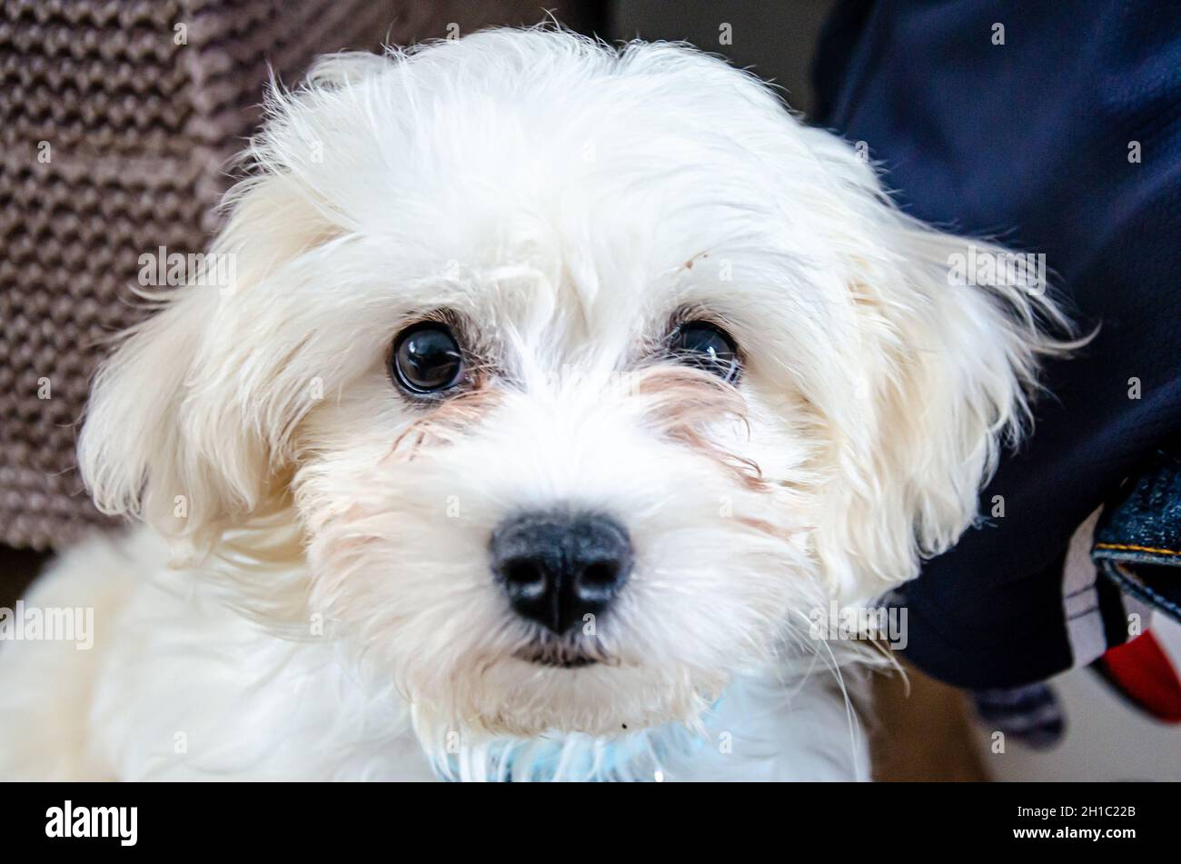 Portrait of a white coloured cavapoo puppy Stock Photo - Alamy