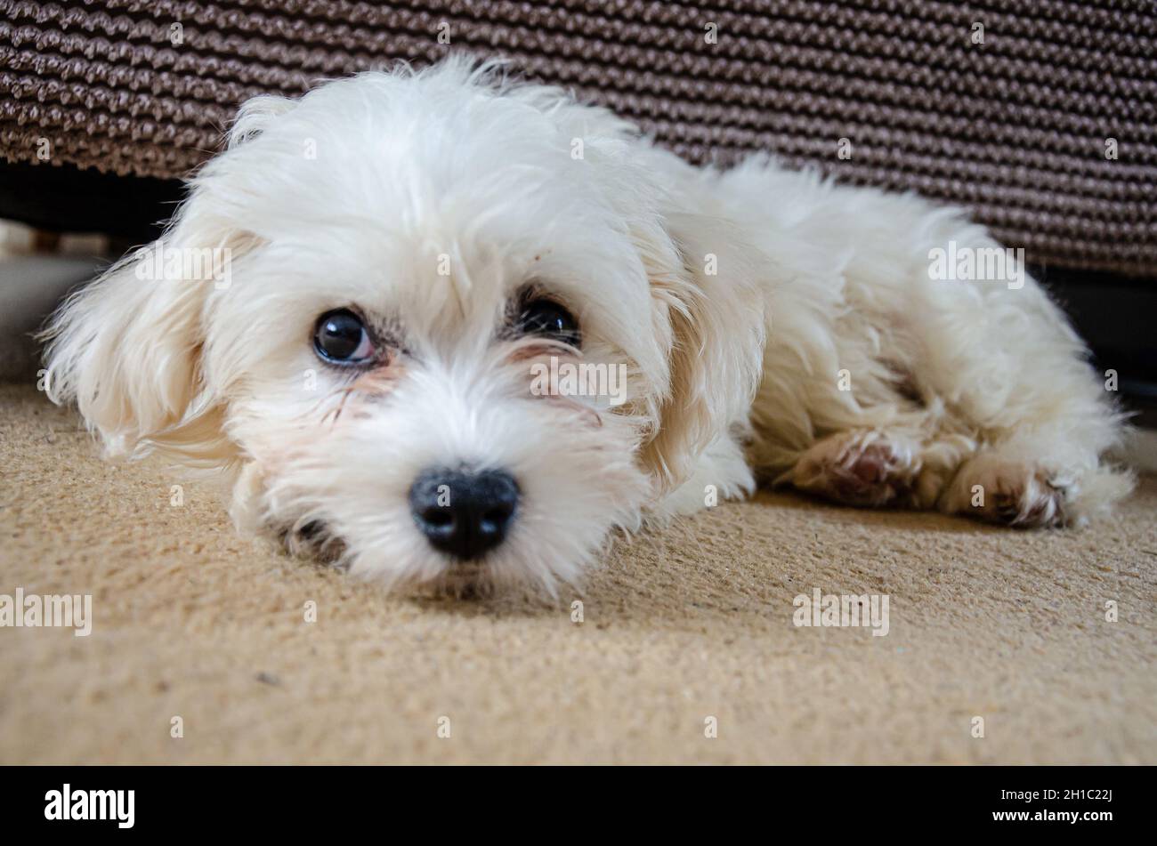 Cavapoo hi-res stock photography and images - Alamy