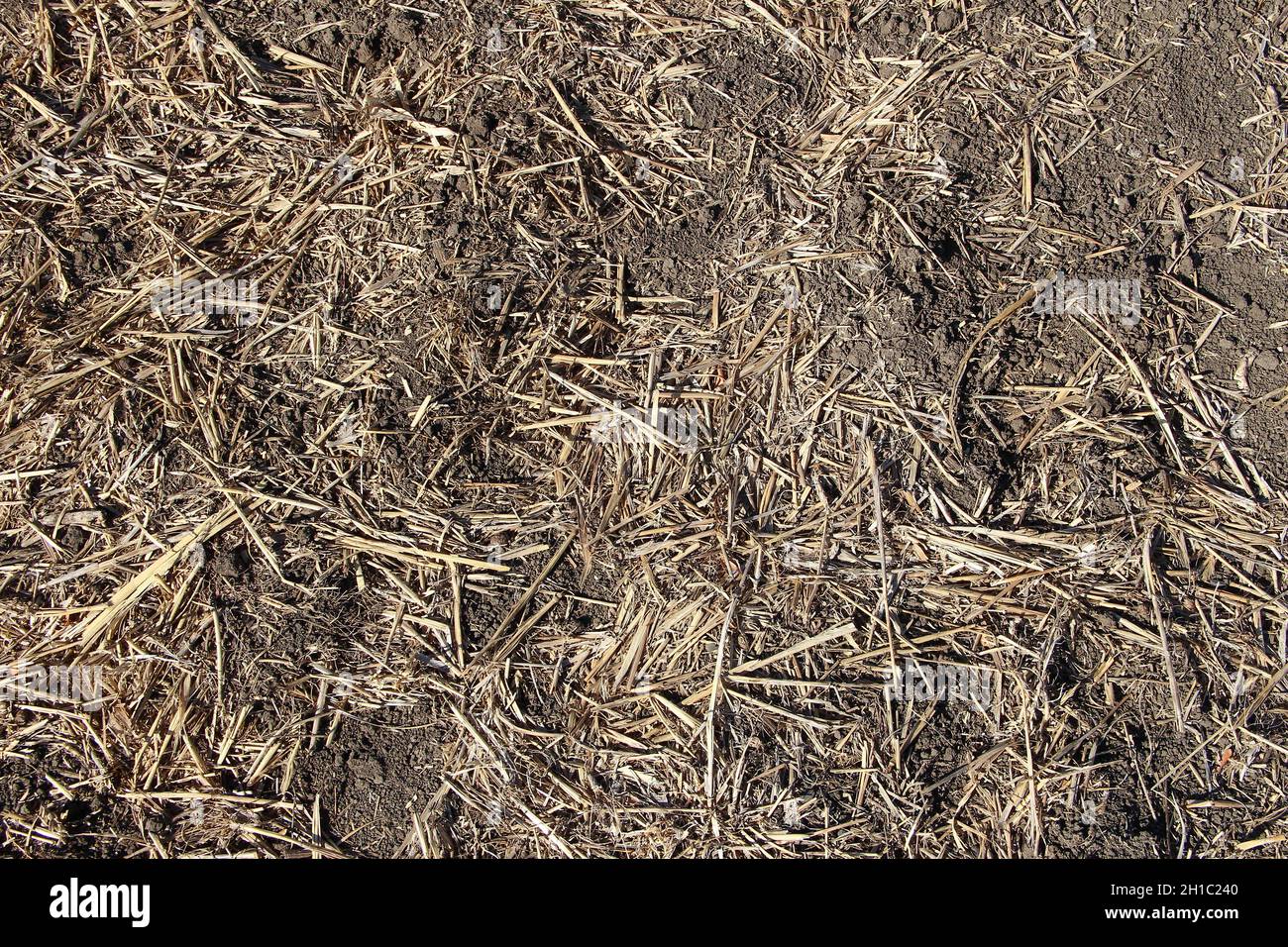 Agricultural field ground with straw background texture Stock Photo - Alamy
