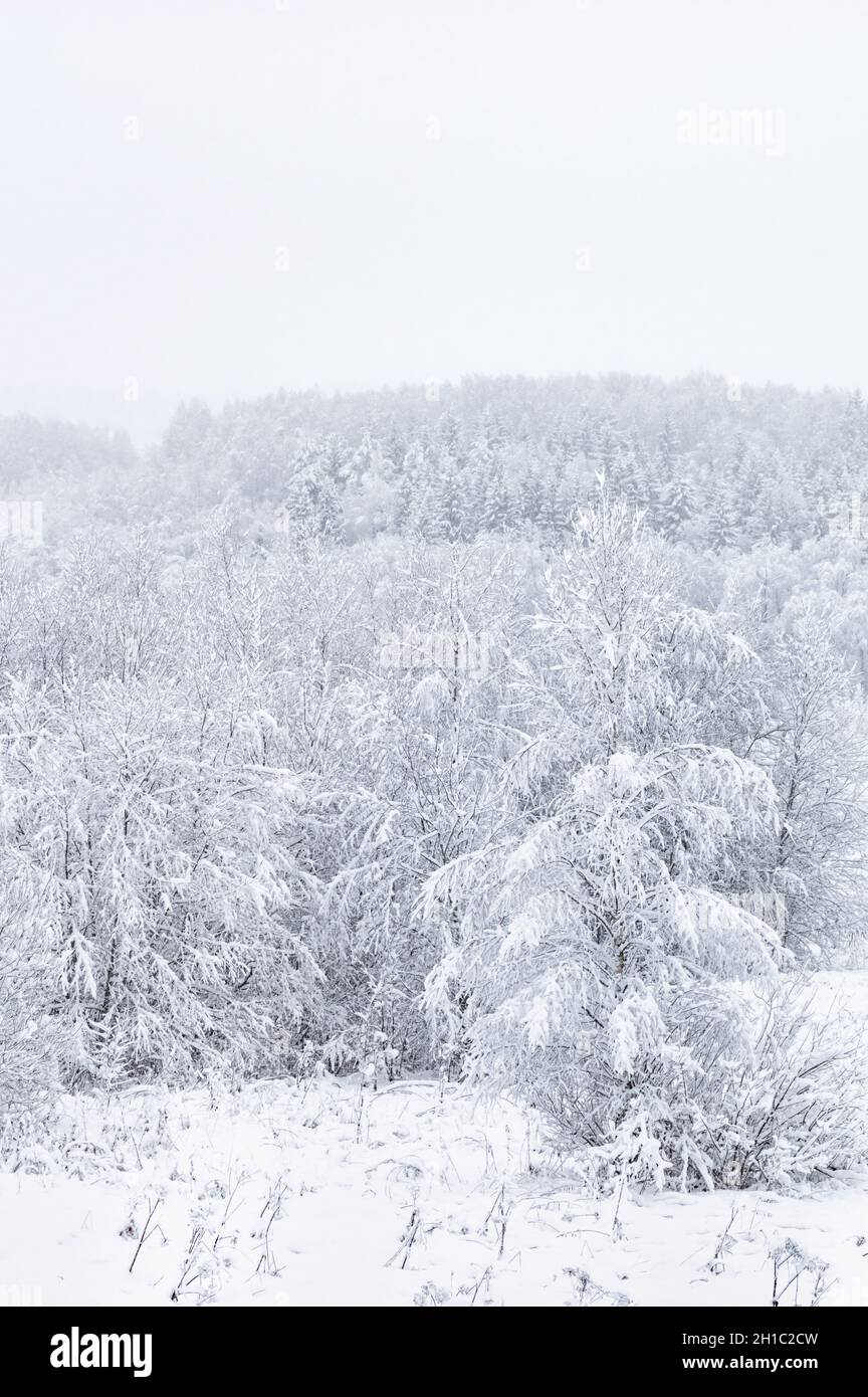 Winter landscape. Snow is falling in the forest. Snow covered trees ...