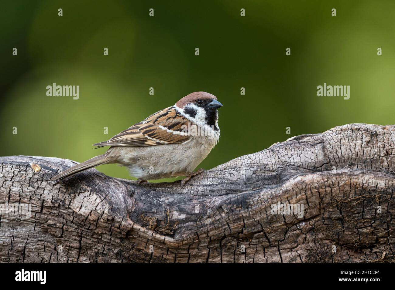 Tree Sparrow; Passer montanus; UK Stock Photo - Alamy
