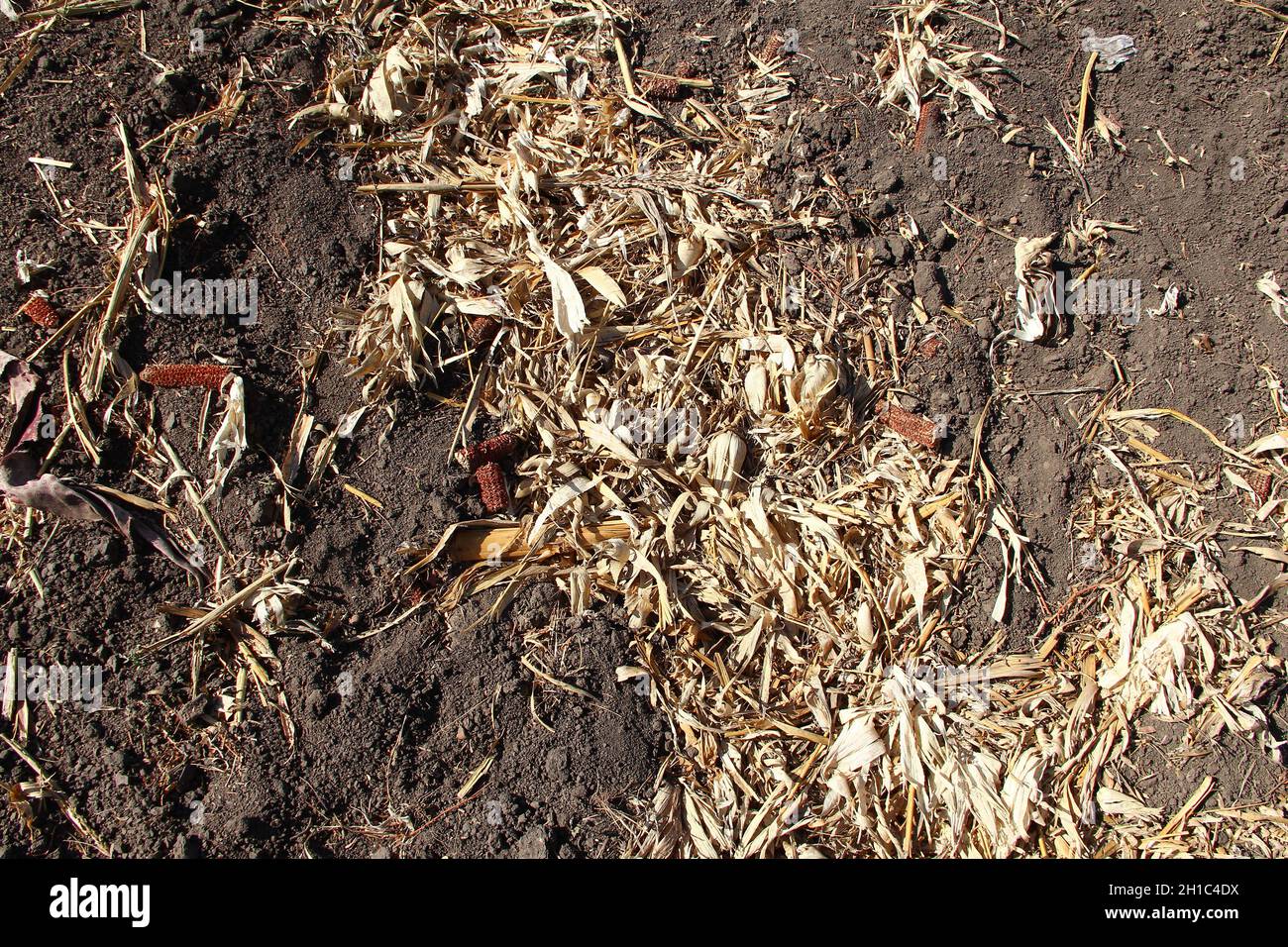 Dry remains of the corn after harvest Stock Photo - Alamy