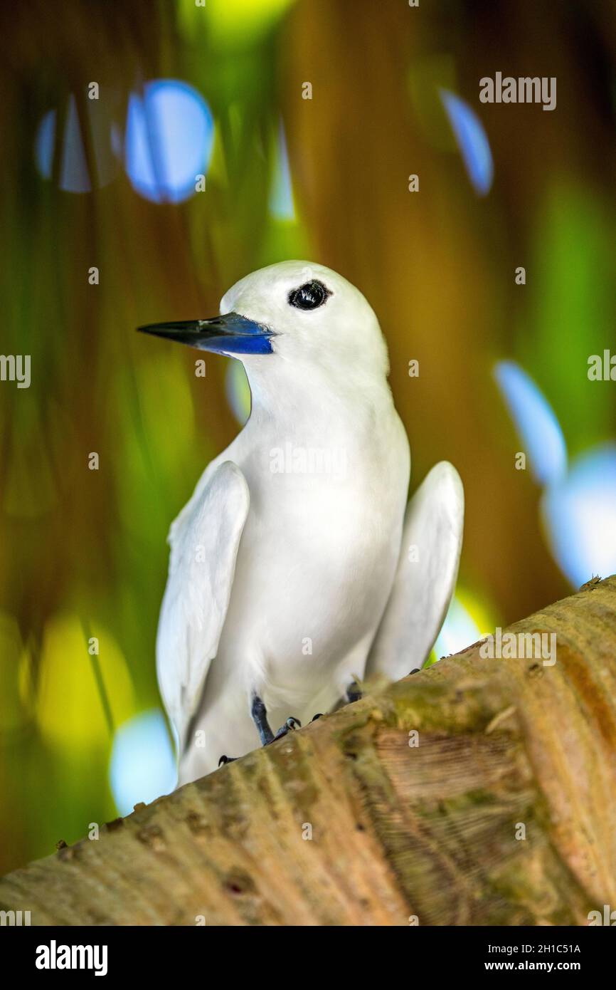 White tern, gygis alba hi-res stock photography and images - Alamy