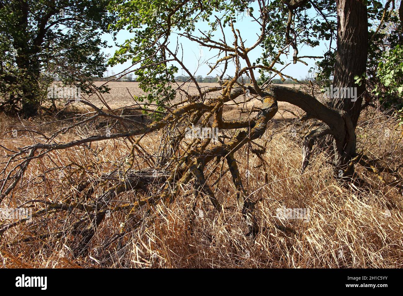 Barren tree long hi-res stock photography and images - Alamy