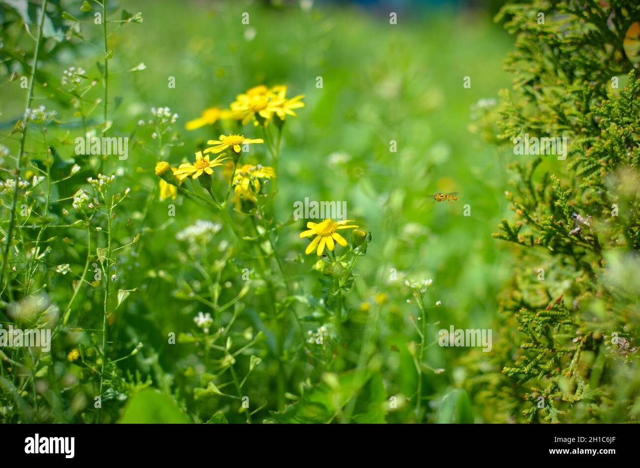 Yellow flower field vintage retro hi-res stock photography and images ...