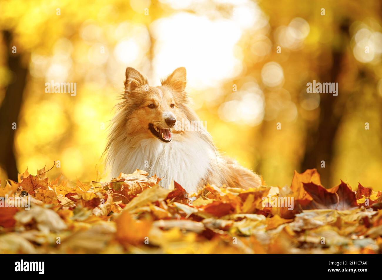 Ginger dog in the yellow and orange leaves in autumn in the park. Pet ...