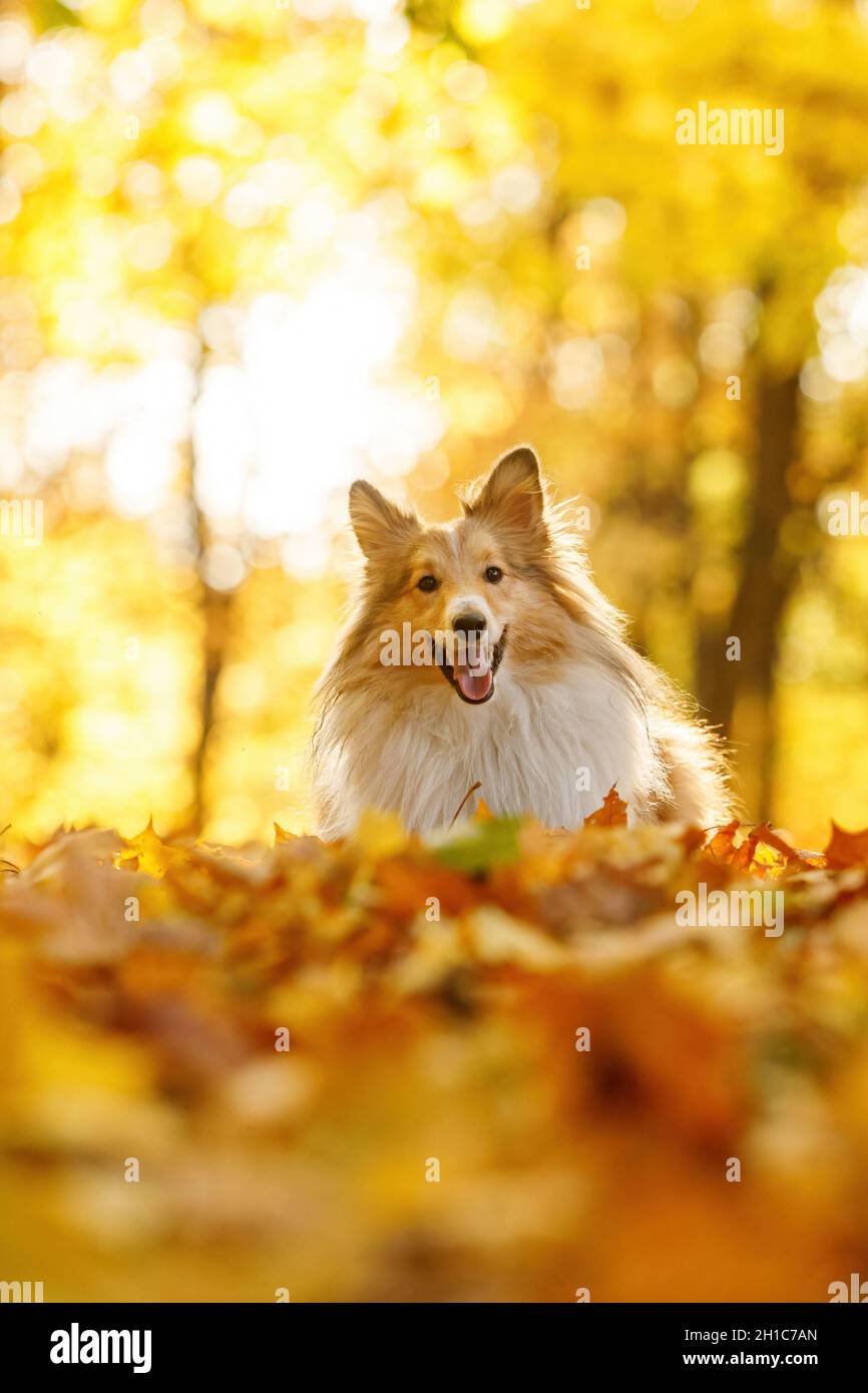 Ginger dog in the yellow and orange leaves in autumn in the park. Pet ...