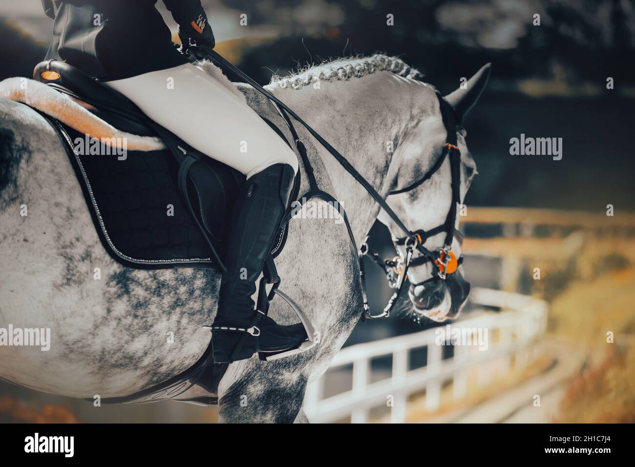A beautiful dappled gray horse with a rider in the saddle walks on a ...