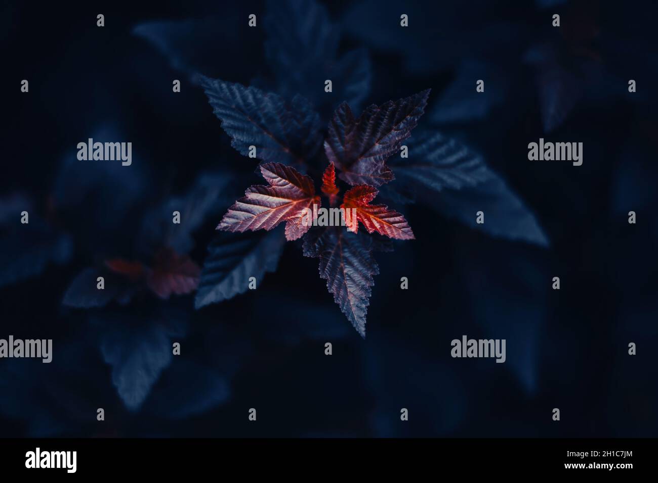 In the night darkness, dark beautiful blue and red leaves grow on the ...