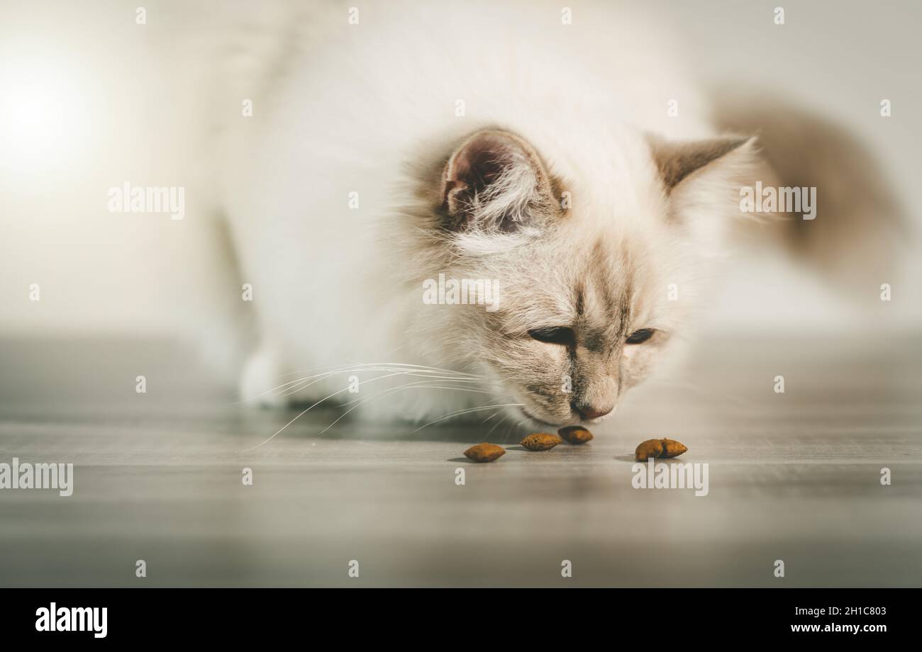 Burmese cat eating hi-res stock photography and images - Alamy