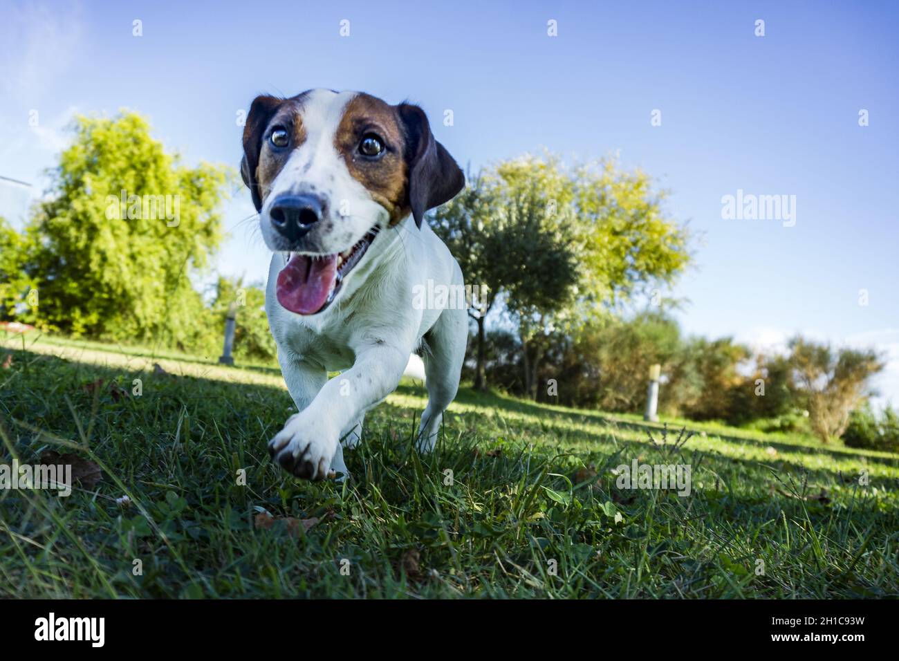 Crazy cheerful Jack Russell Terrier playing in the woods of Versilia ...