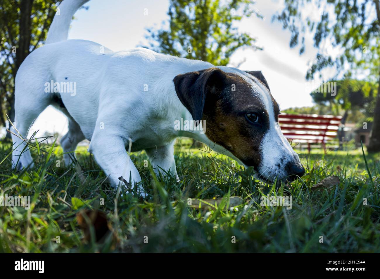 Crazy cheerful Jack Russell Terrier playing in the woods of Versilia ...