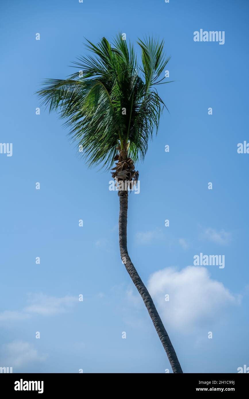 Low angle vertical shot of a tall coconut palm tree with the background ...