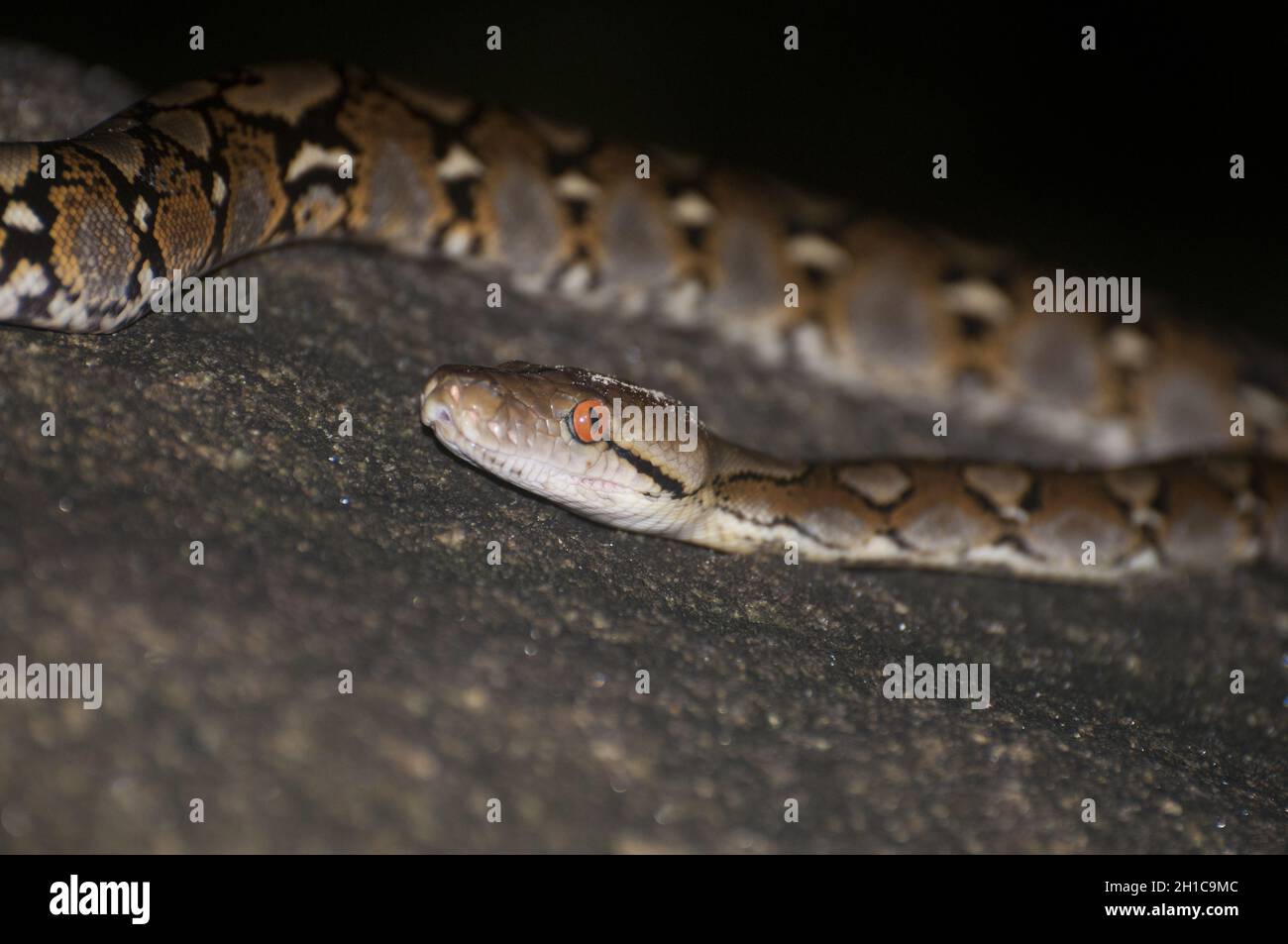 Closeup of the reticulated python. Malayopython reticulatus. Cambodia ...