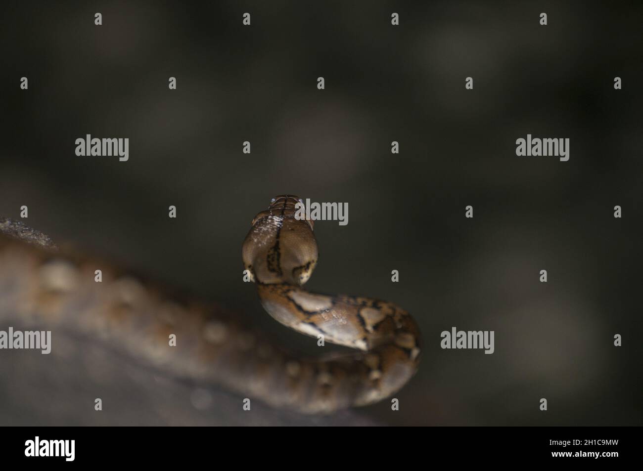 Closeup of the reticulated python. Malayopython reticulatus. Cambodia ...