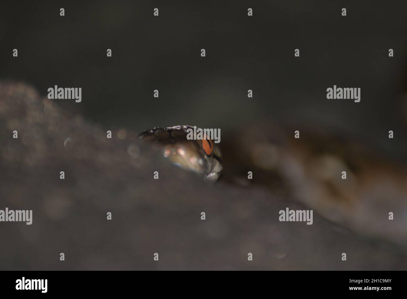 Closeup of the reticulated python. Malayopython reticulatus. Cambodia ...