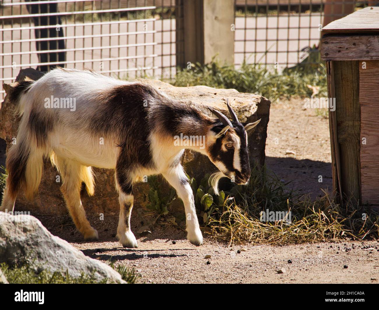 Cute goat at the Kansas City Zoo Stock Photo - Alamy