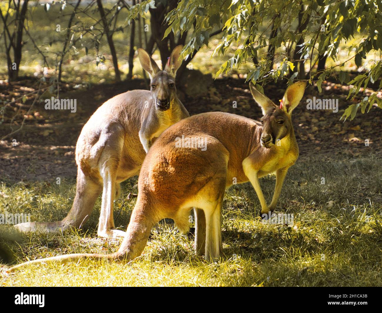 Hare kangaroo hi-res stock photography and images - Alamy