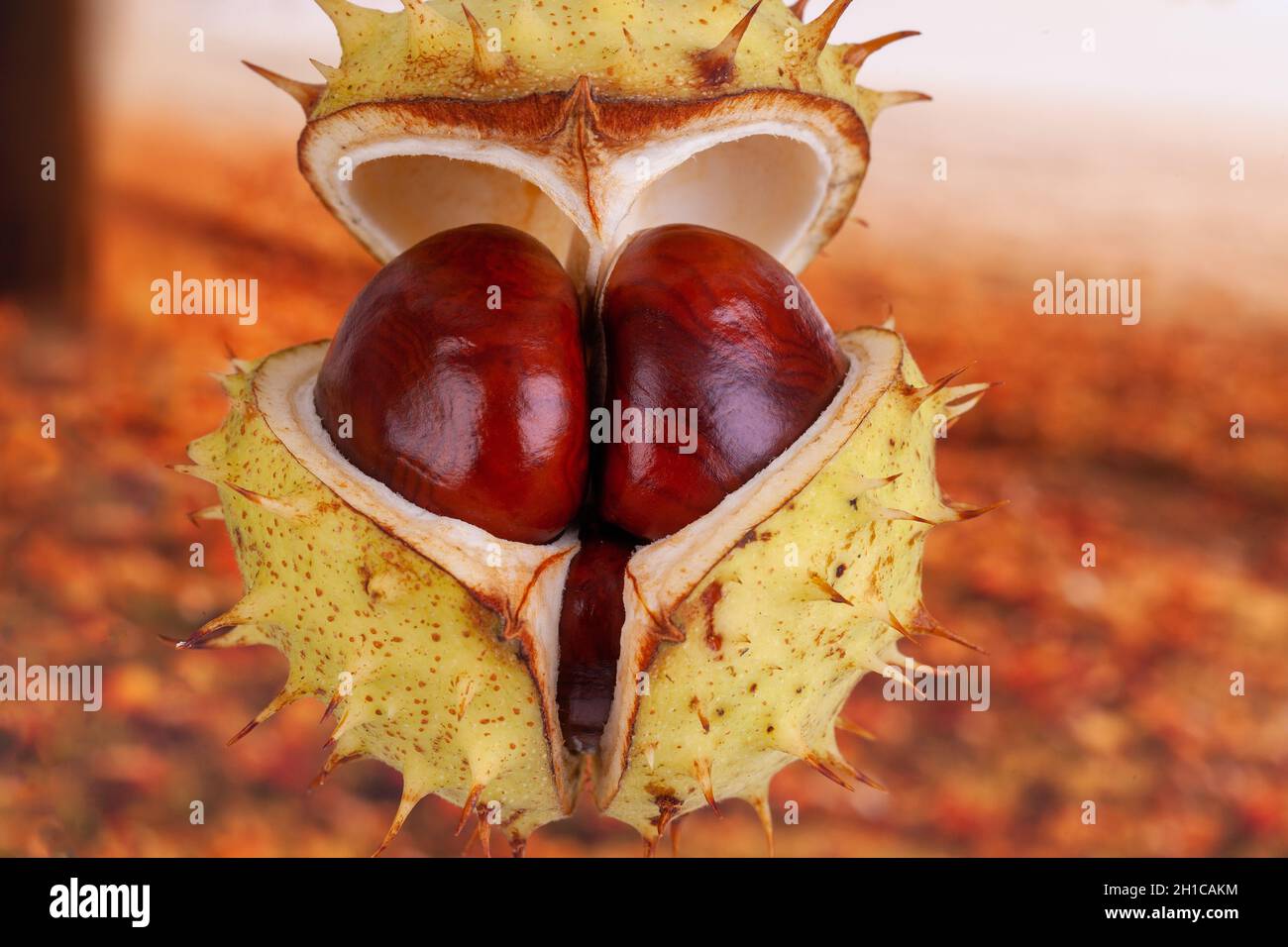 Conker opening with spiky case showing natural protection and safety ...