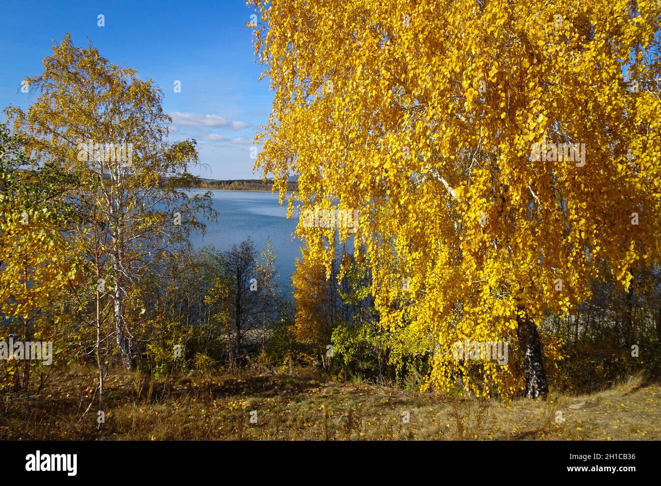 Indian summer - a view of the lake, birch with yellow foliage, clear ...
