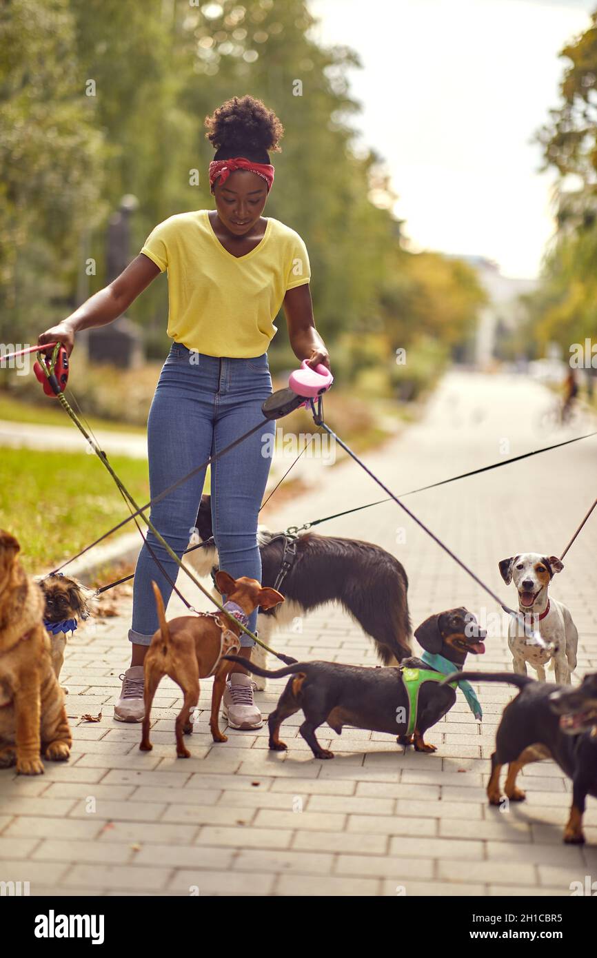 Smiling dogs hi-res stock photography and images - Alamy