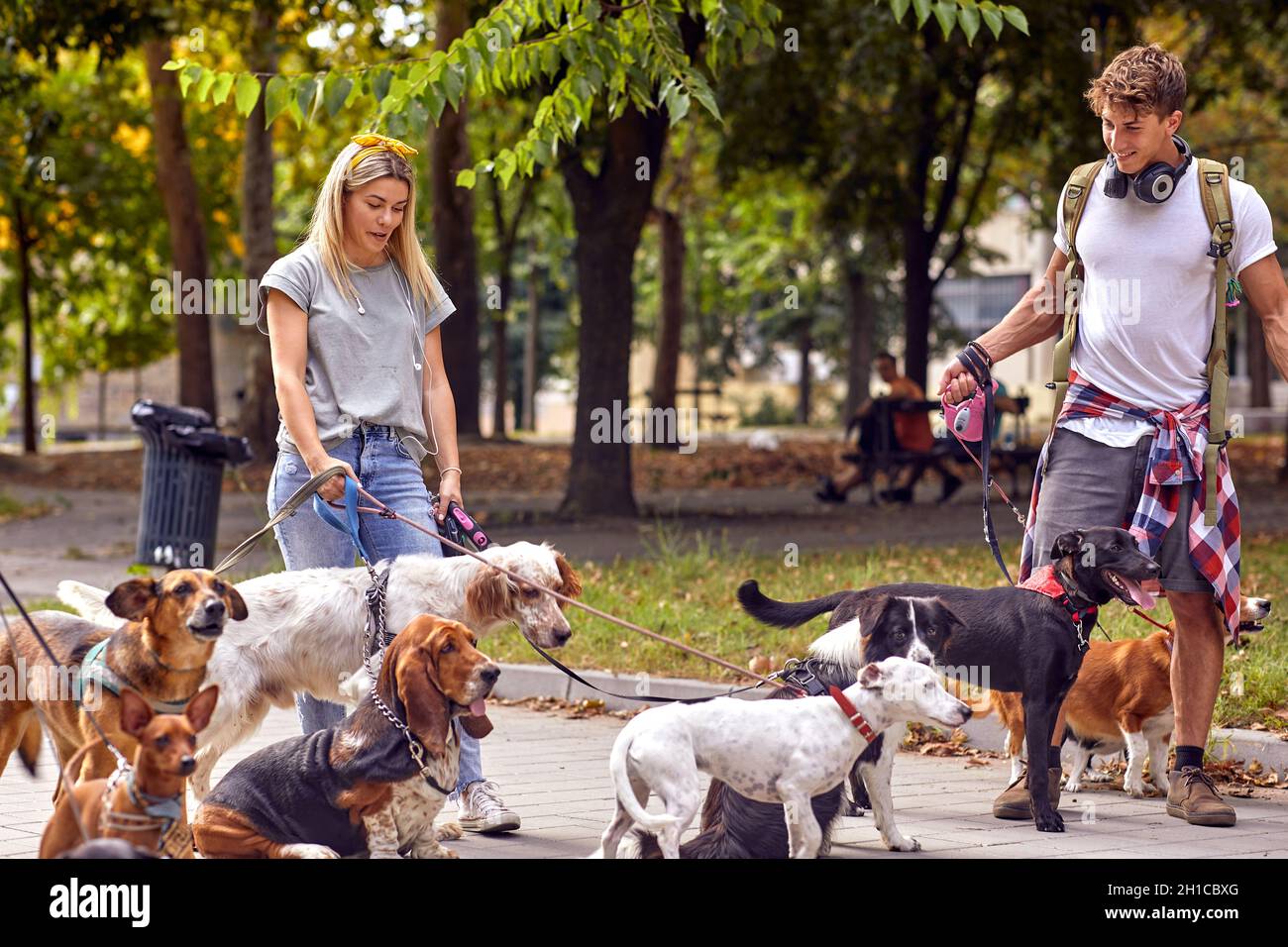 Young dog walkers are enjoying the work while walking on a beautiful ...
