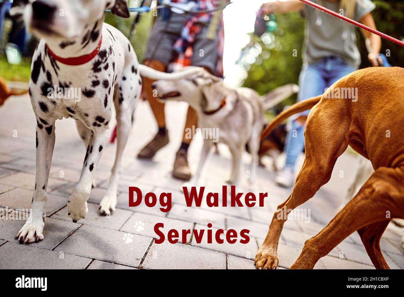 Adult dalmatian dog in nature hi-res stock photography and images - Alamy