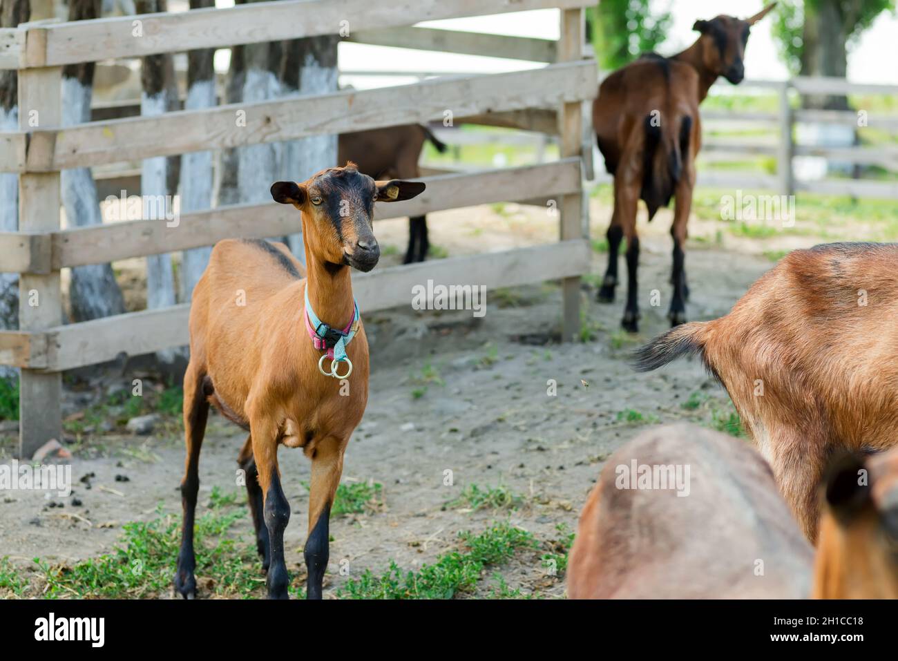 French horned goat hi-res stock photography and images - Alamy