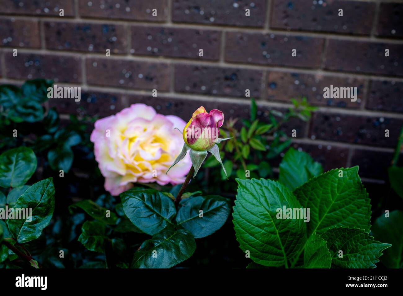 Peace Rose and Rosebud Stock Photo - Alamy