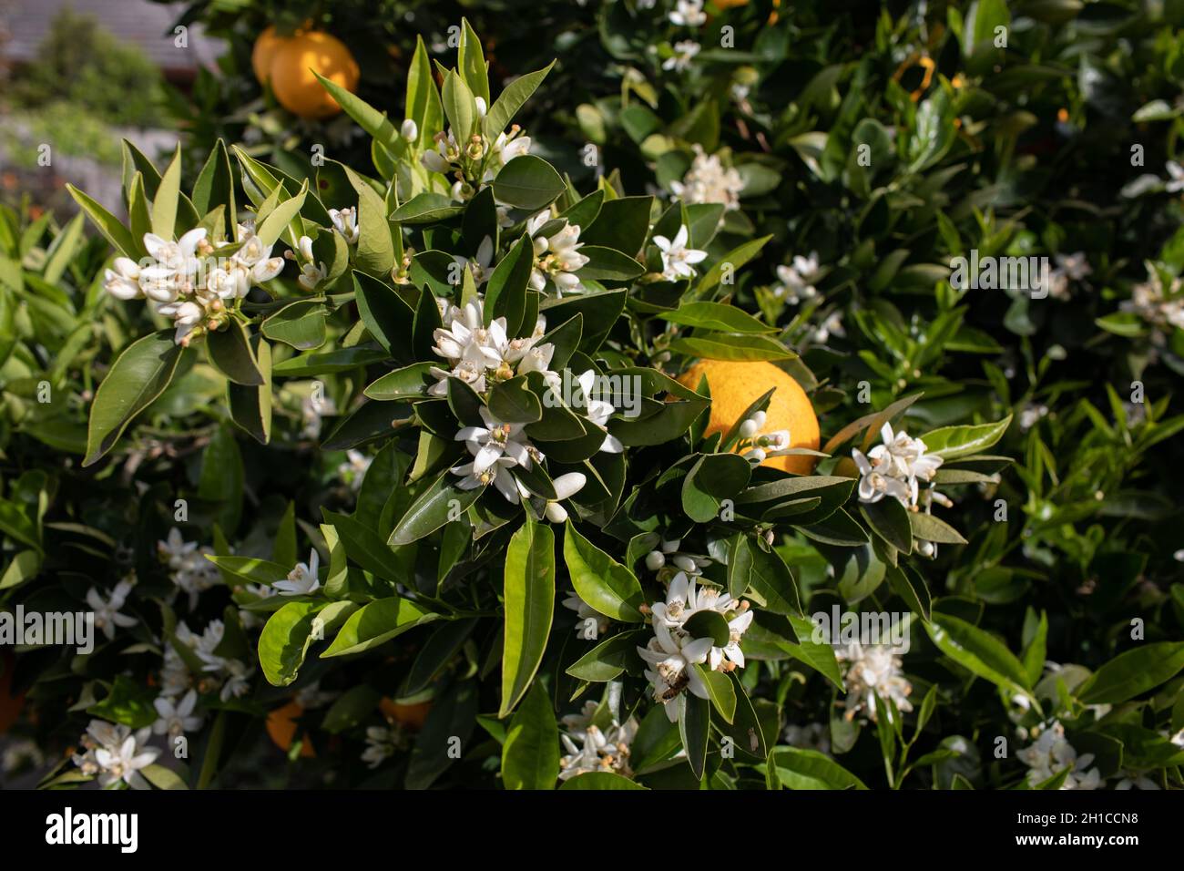 Orange Tree with Flowers Stock Photo - Alamy
