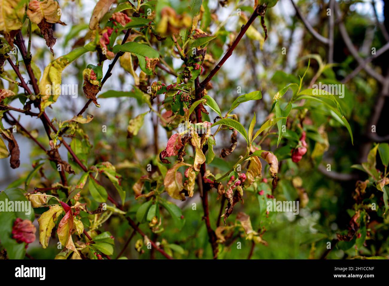 Peach Tree - Curly leaf disease Stock Photo - Alamy
