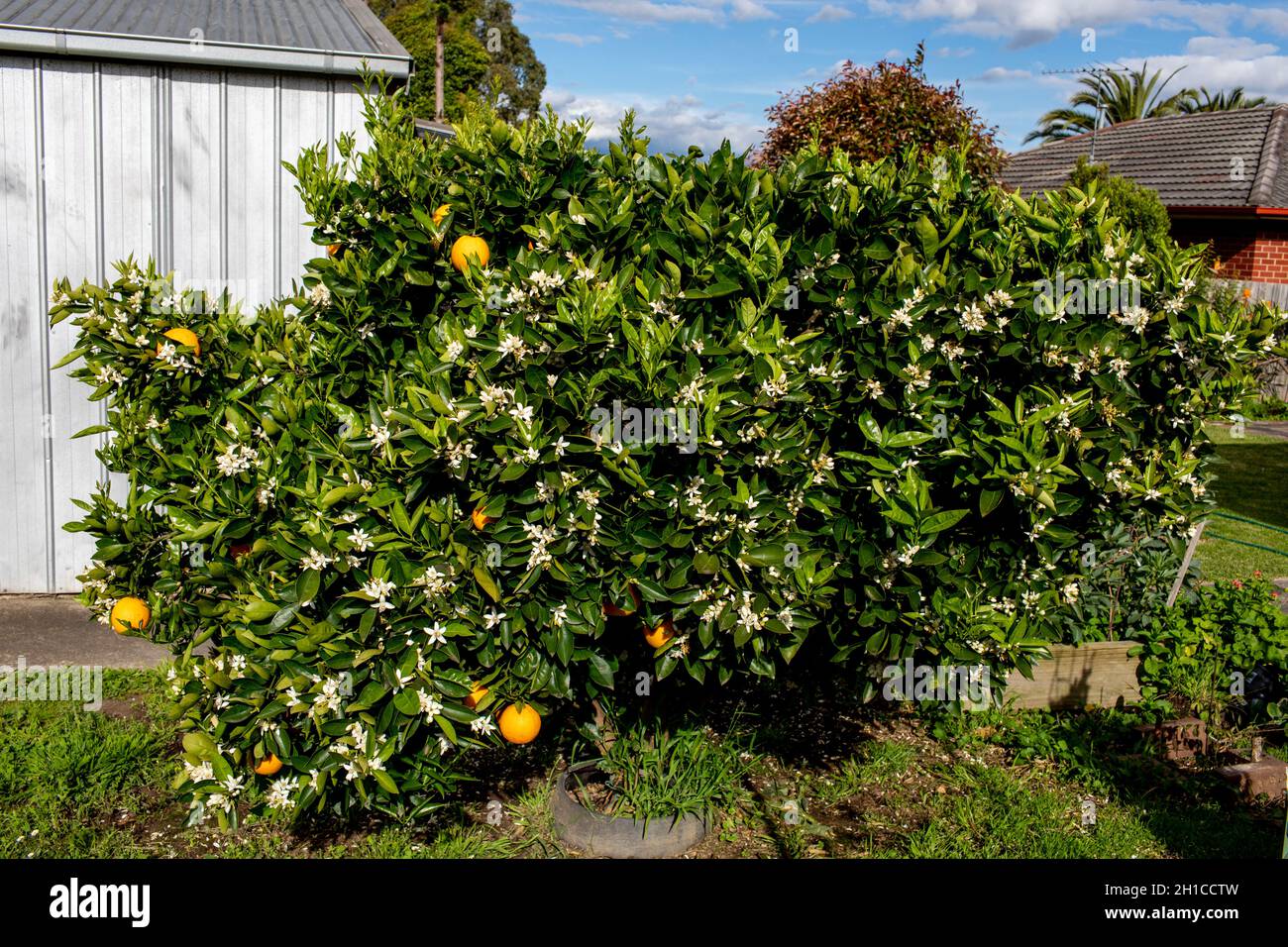 Dwarf Valencia Orange Tree