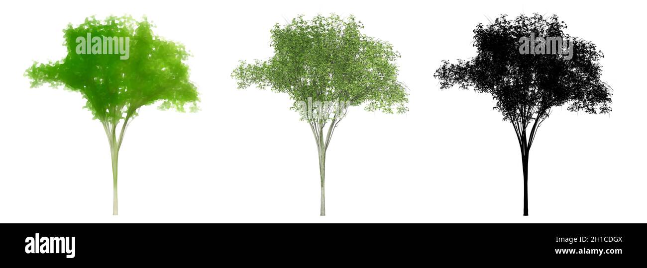 Set or collection of American Elm trees, painted, natural and as a ...