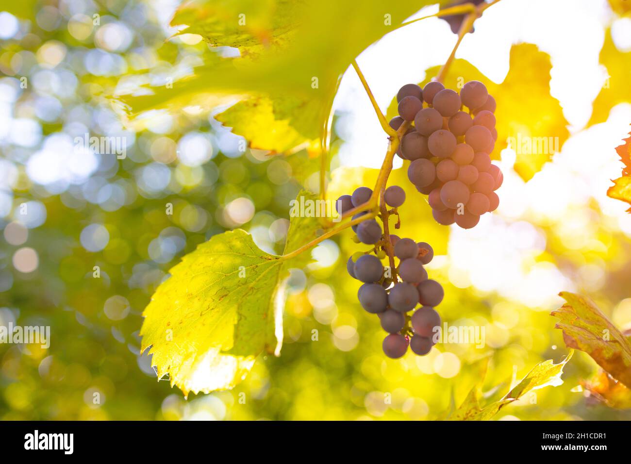 Sunlight shining through blue bunches of grapes in a vineyard in a ...