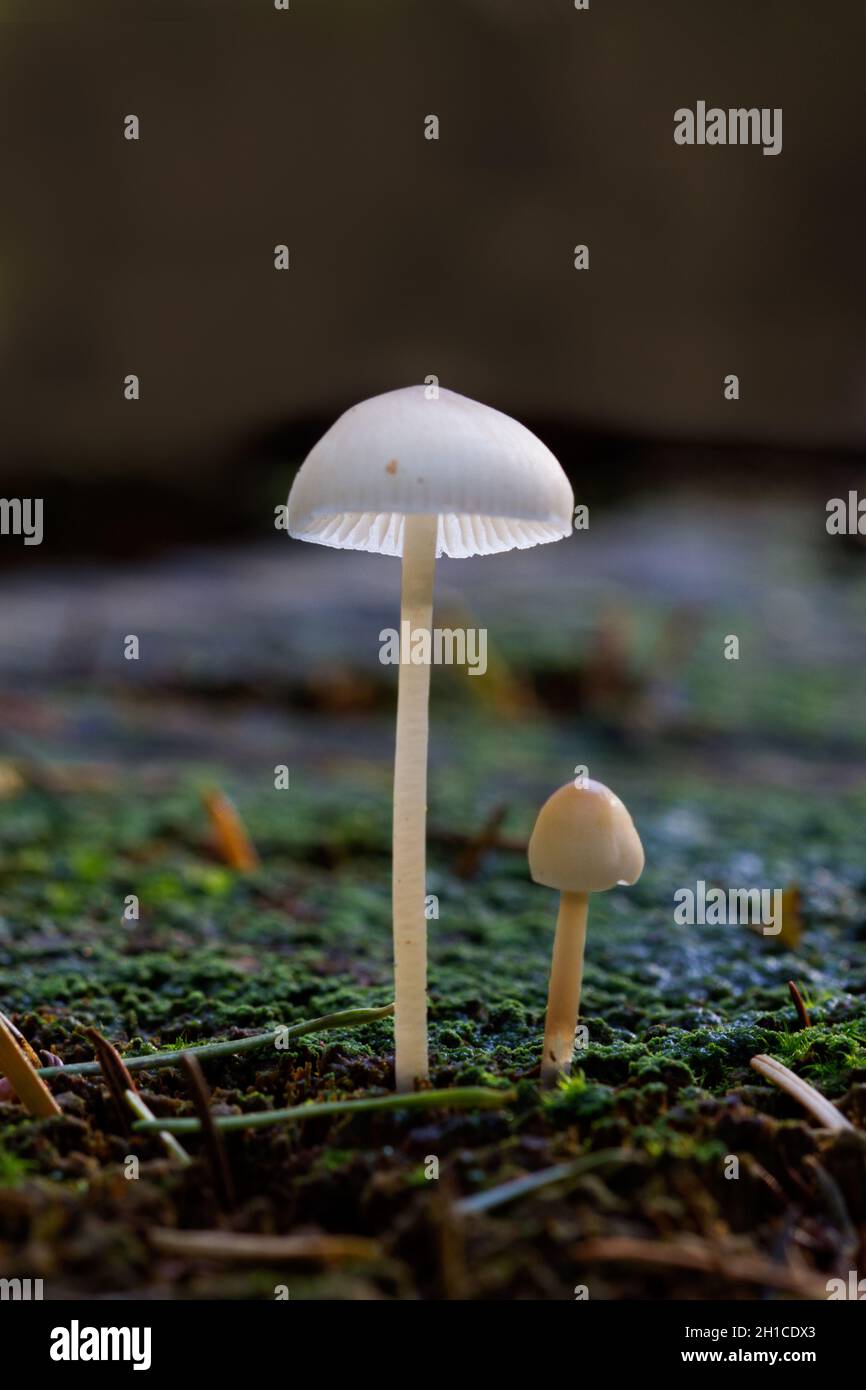 Mycena species hi-res stock photography and images - Alamy
