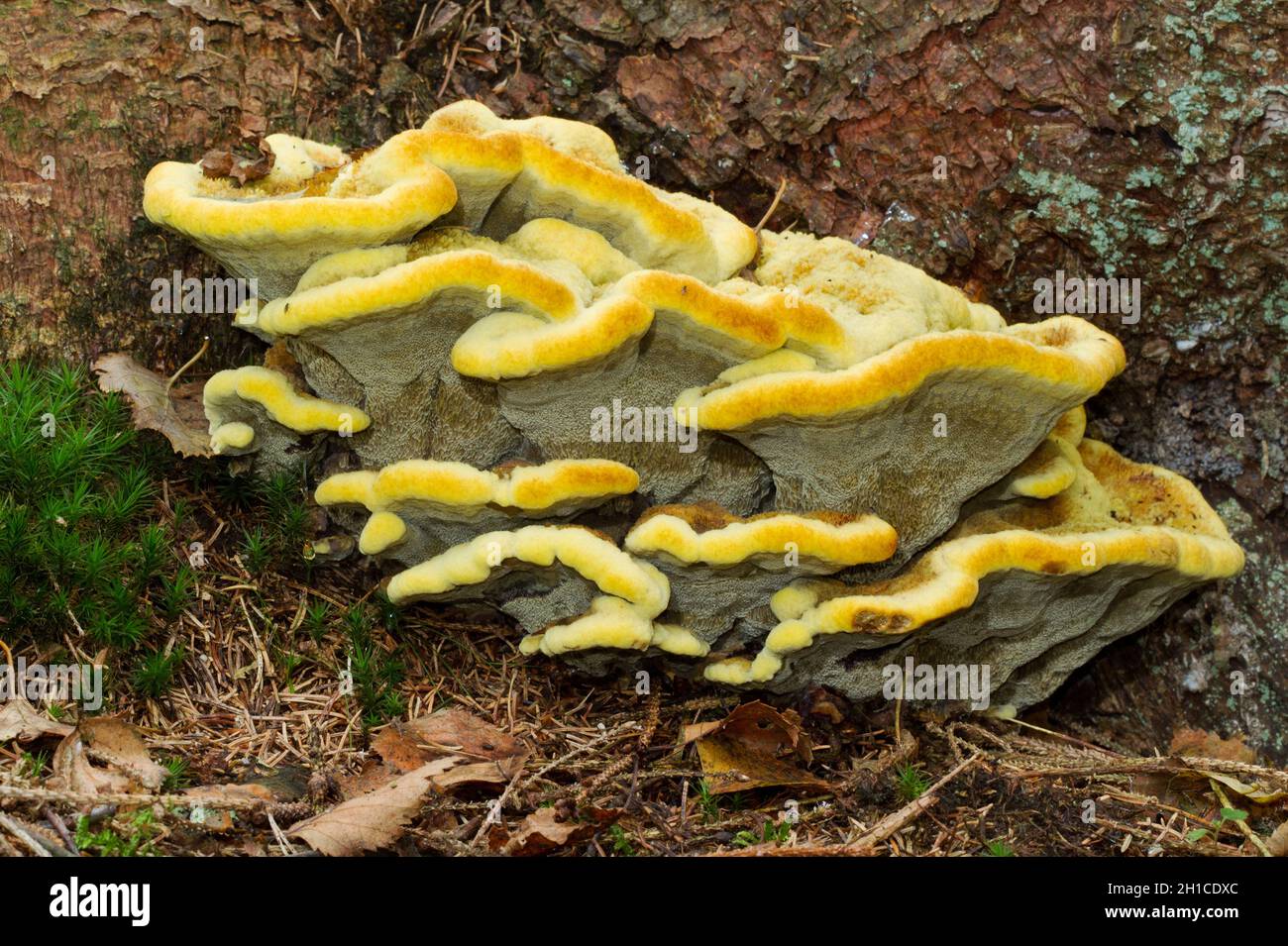 Fruiting body of Velvet-top fungus, a tree pathogen that causes butt ...