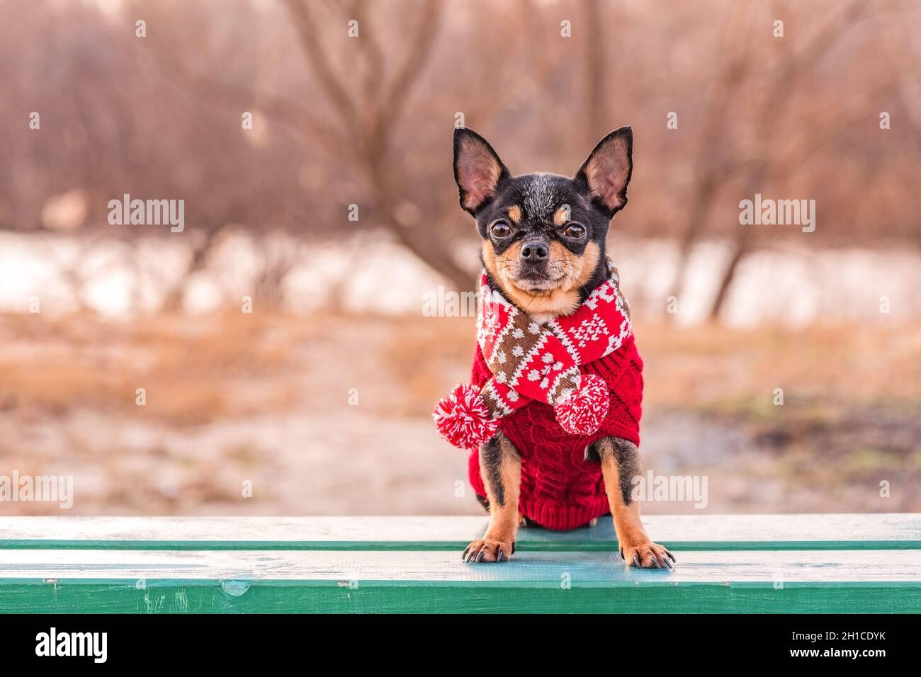 Pet for a walk. Chihuahua dog in the cold season in a sweater and scarf ...