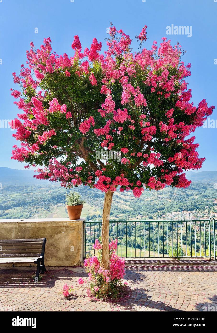 Crape myrtle lagerstroemia indica beautiful hi-res stock photography ...