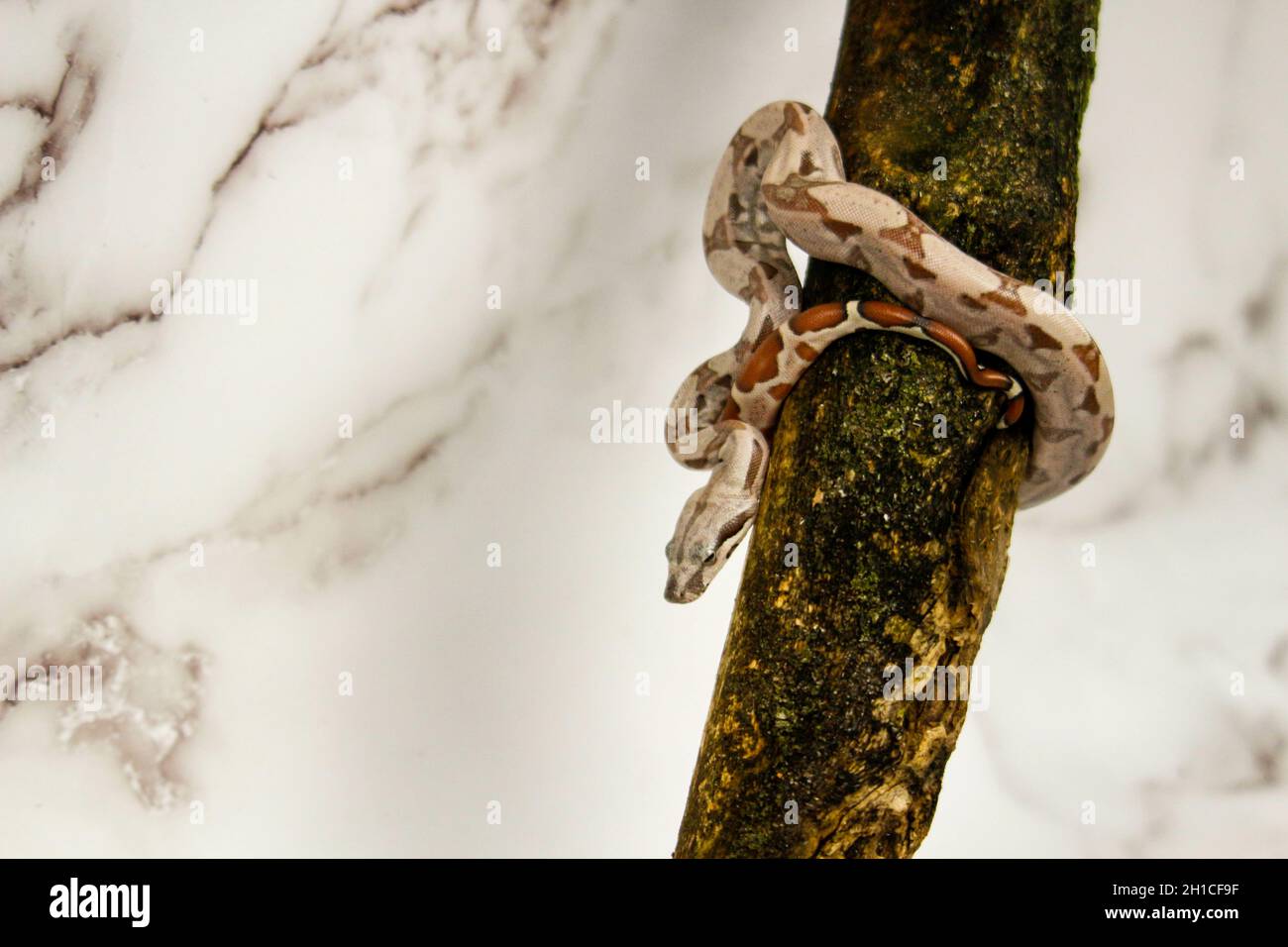 Boa imperator snake on a tree branch with a white marble wall ...