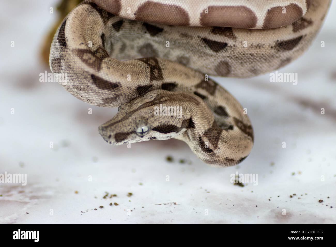 Boa constrictor imperator on hi-res stock photography and images - Alamy