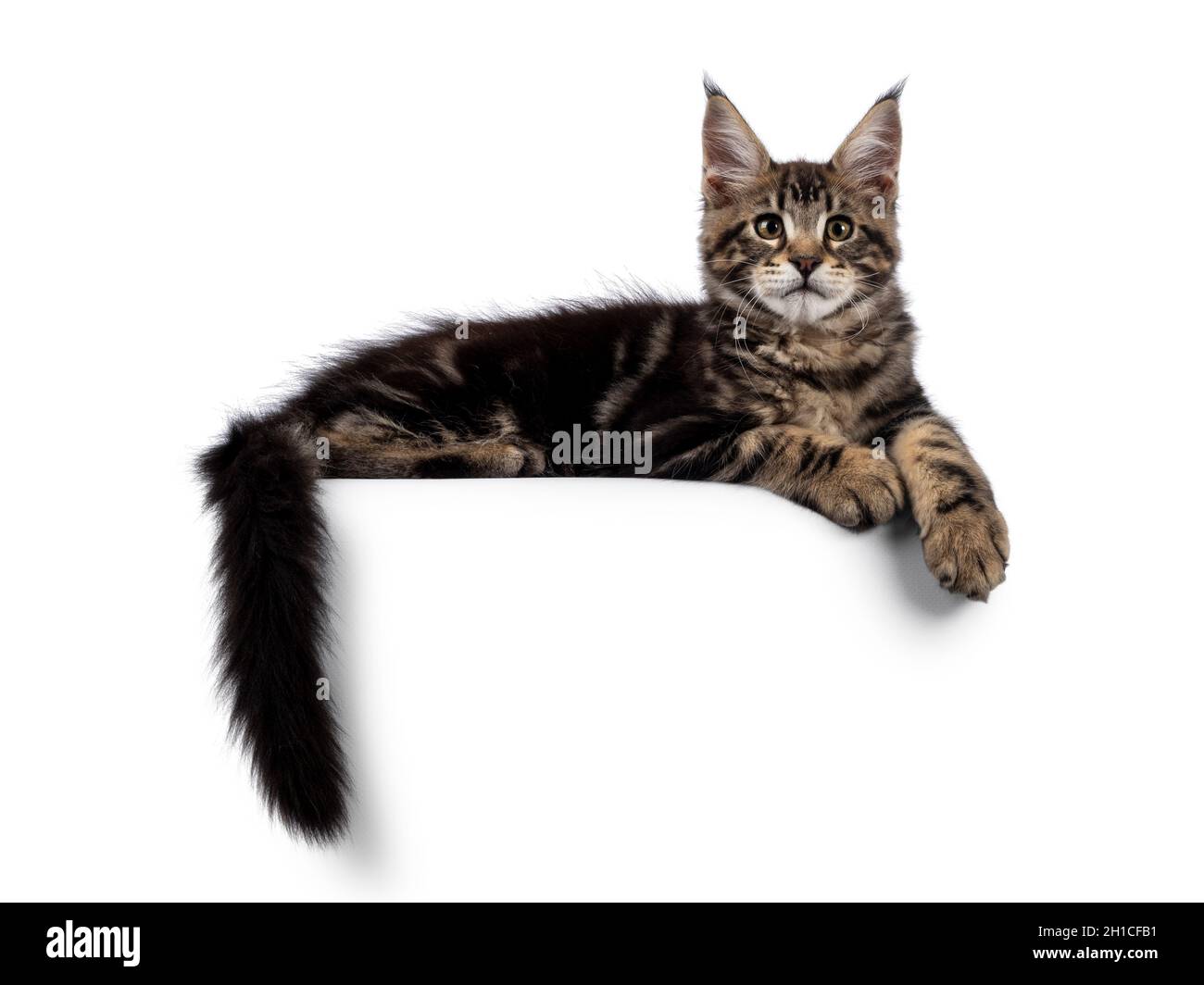 Beautiful Maine Coon cat kitten, laying down side ways on edge. Tail ...