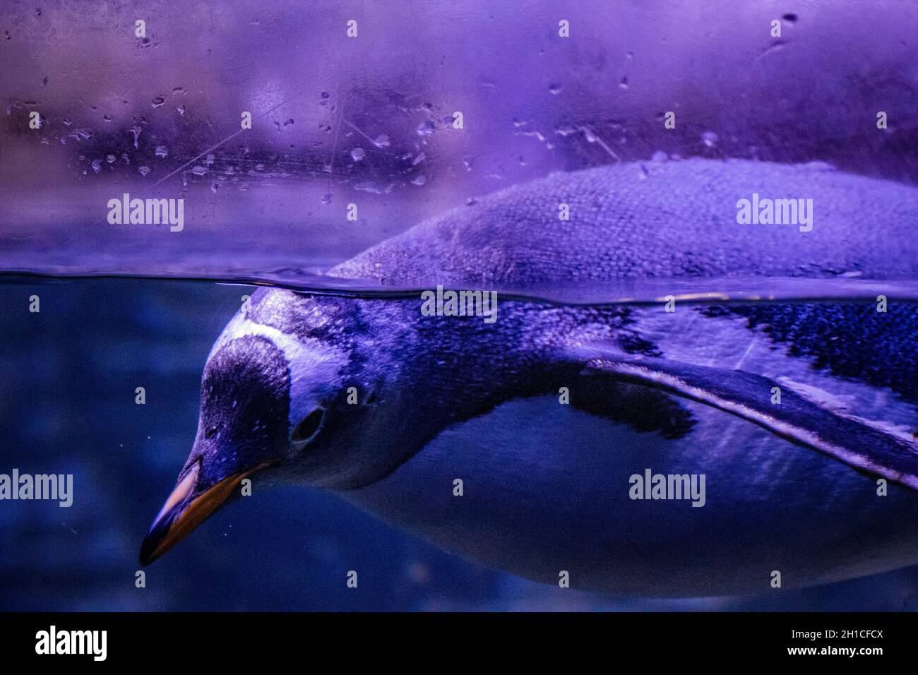 Penguin swimming in aquarium hi-res stock photography and images - Alamy