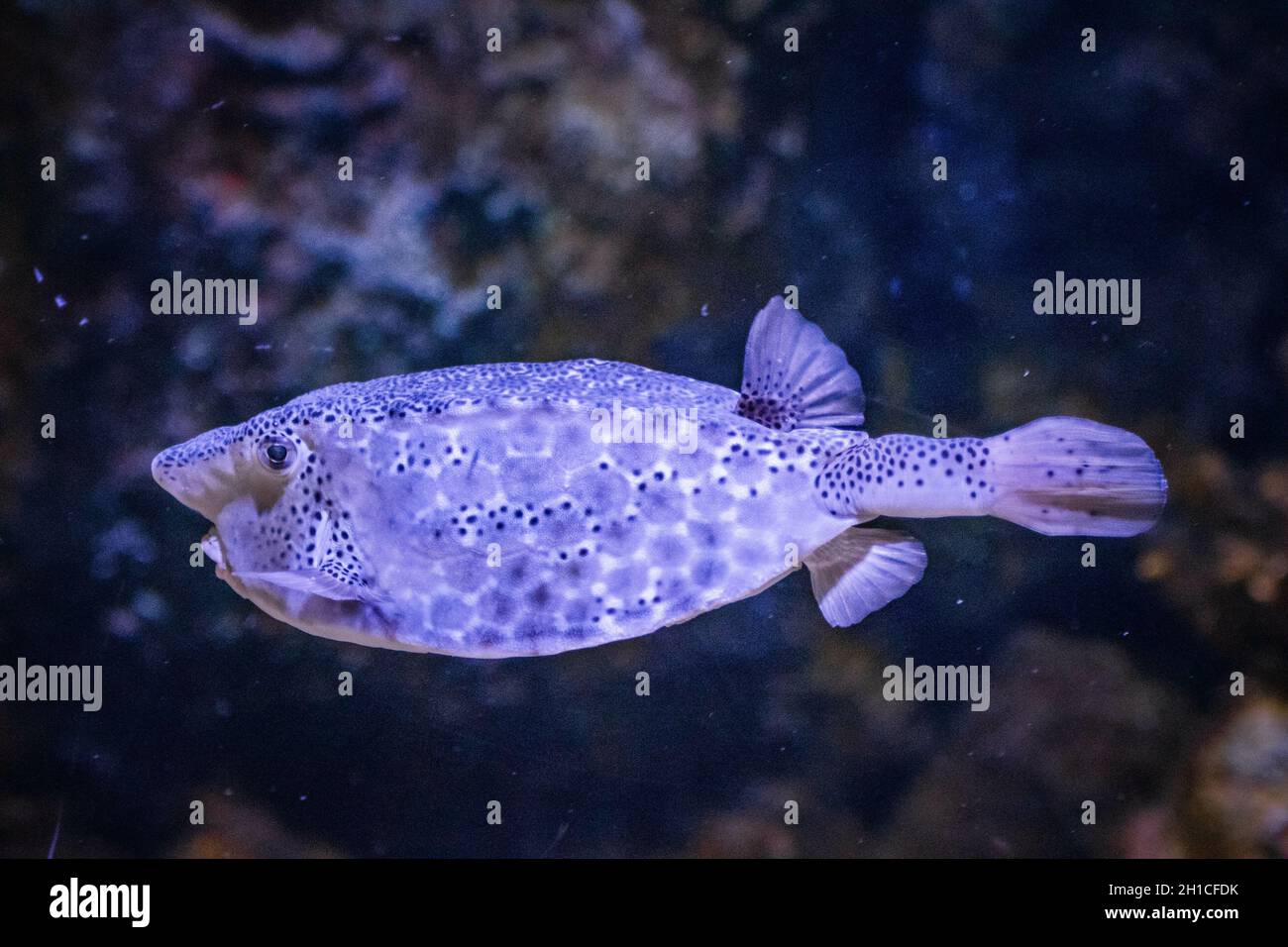 Tropical fish swimming in an aquarium Stock Photo - Alamy