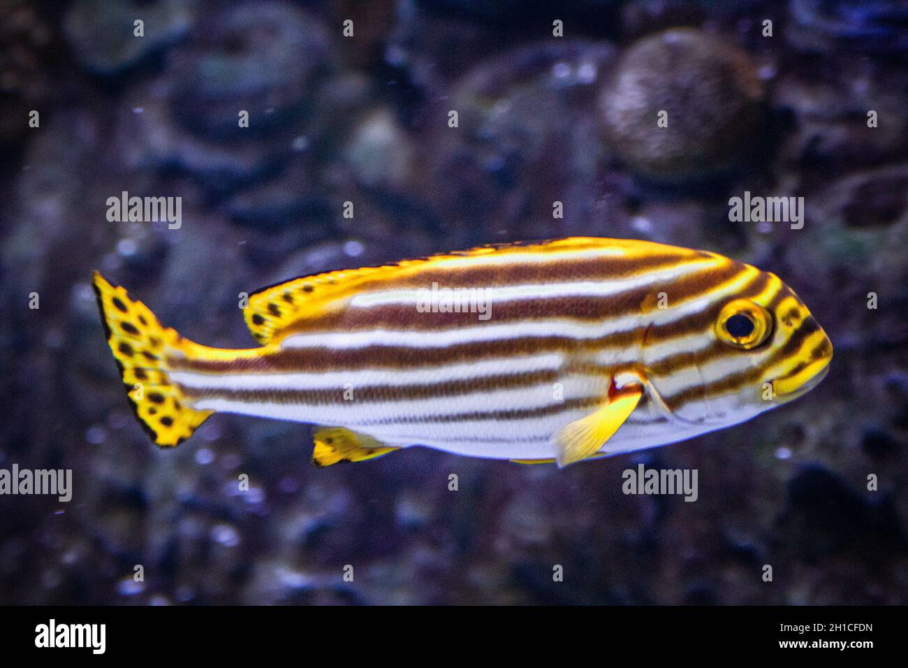 Indian ocean oriental sweetlips (plectorhinchus vittatus) swimming ...