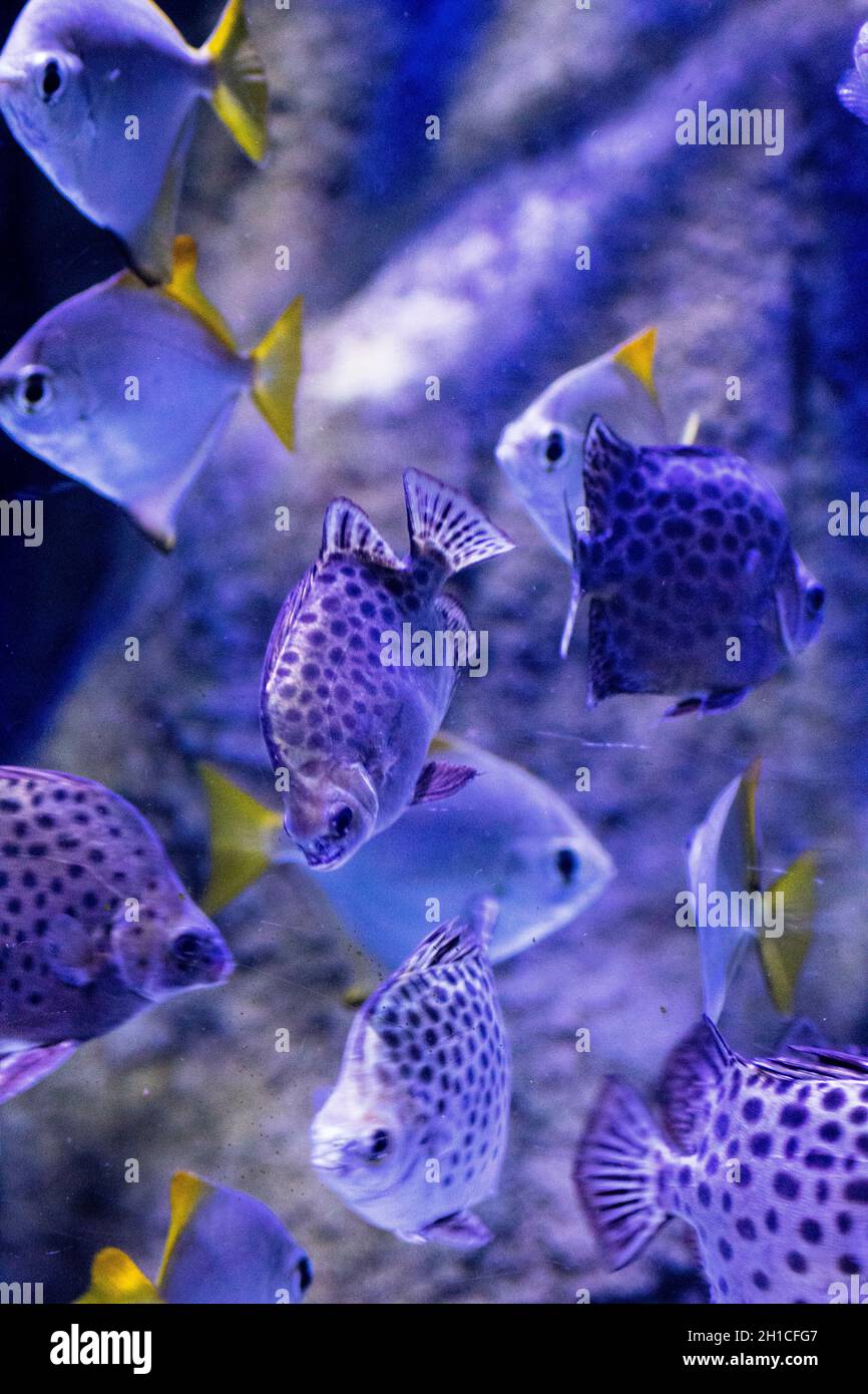 Group of tropical fish swimming in an aquarium Stock Photo - Alamy
