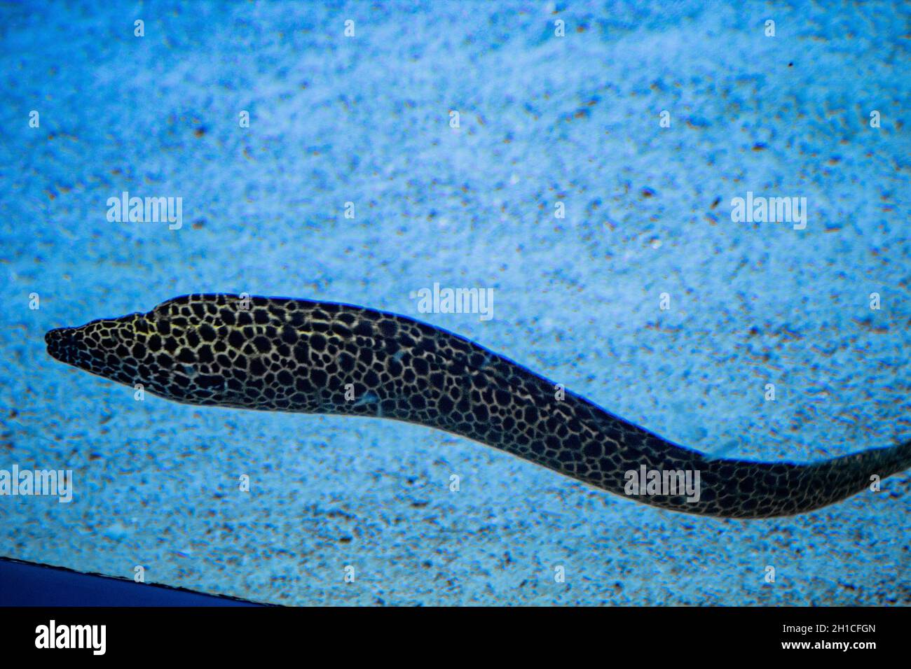 Moray eel swimming in the aquarium Stock Photo - Alamy