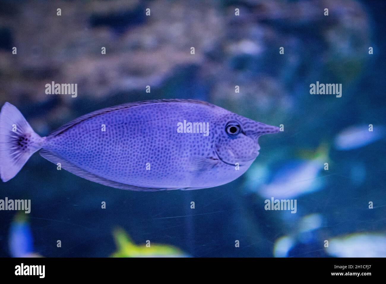 Bluespine unicornfish swimming underwater Stock Photo - Alamy