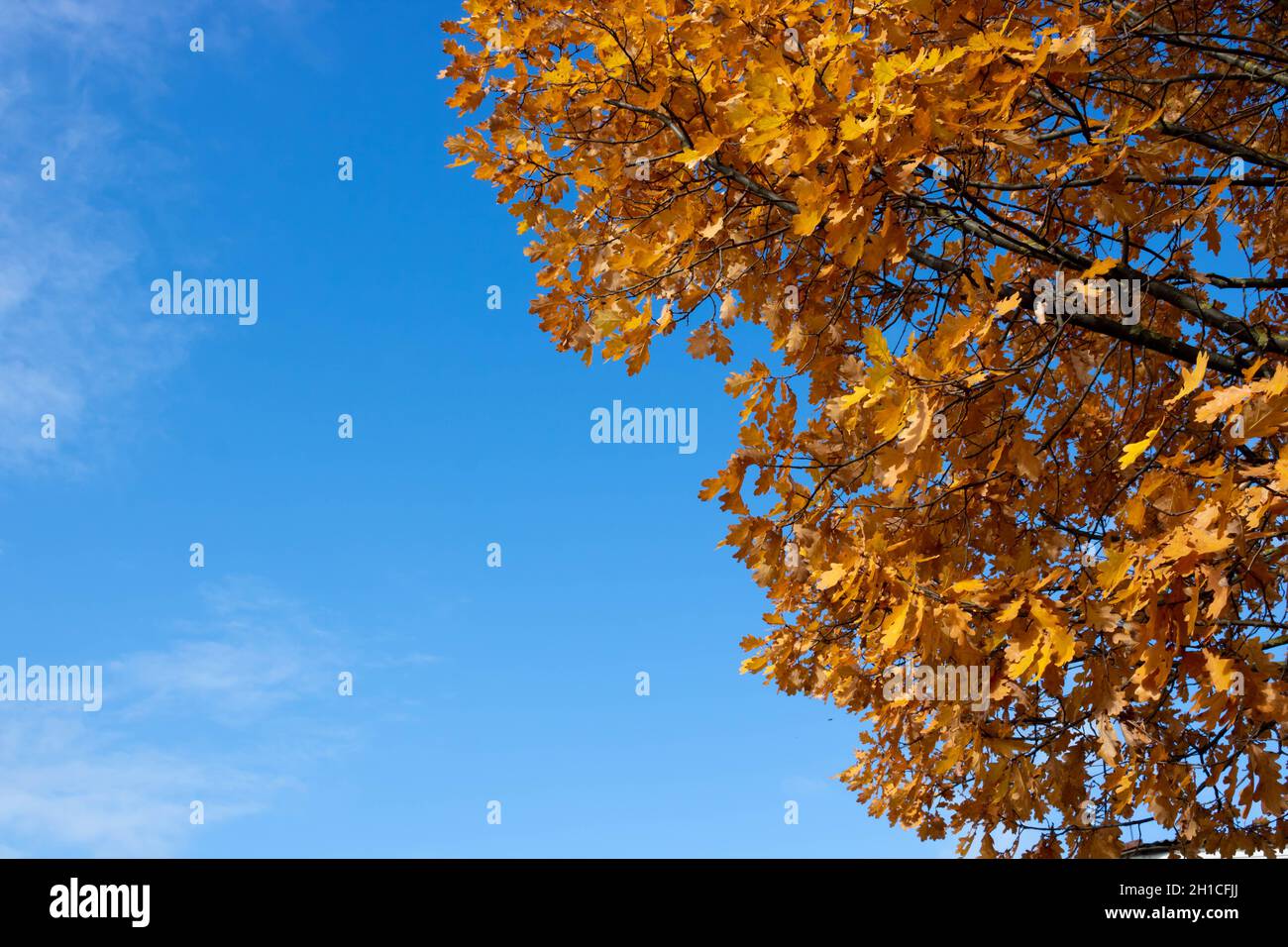 Autumn leaves with the blue sky background Stock Photo - Alamy