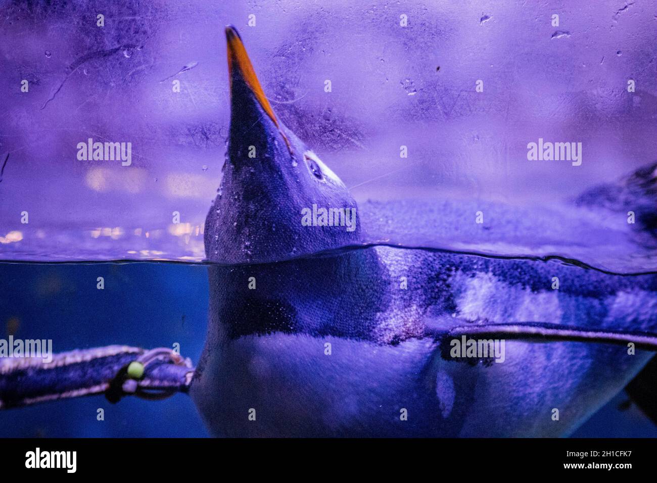 Aquarium animal penguin hi-res stock photography and images - Alamy