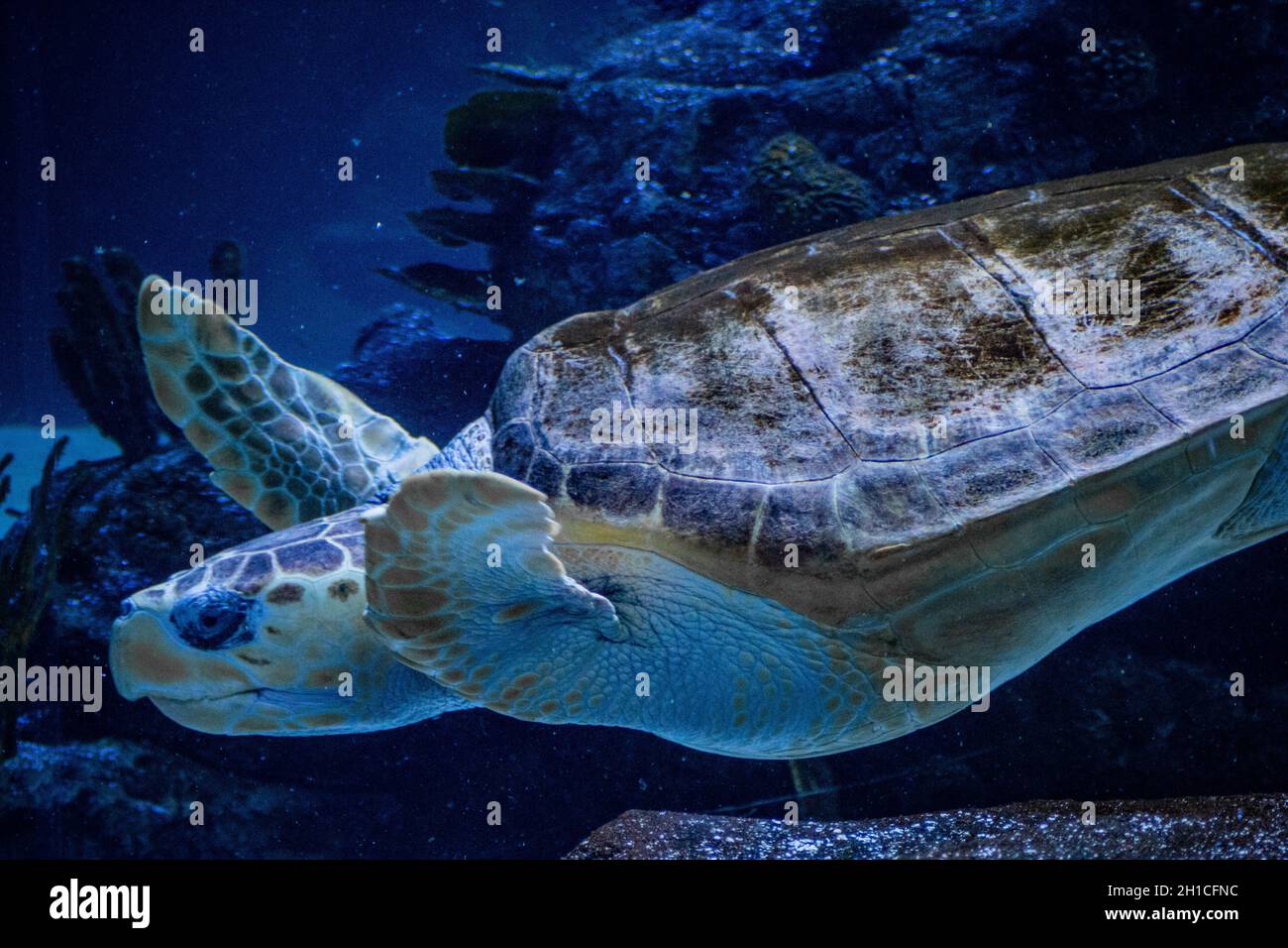 Beautiful underwater scene with a turtle Stock Photo - Alamy
